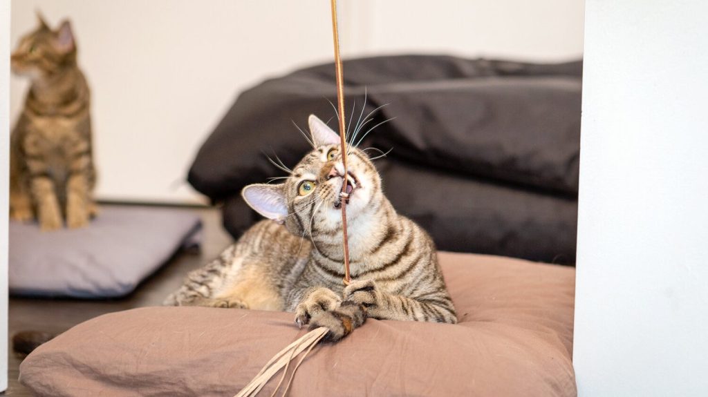 The World's 10 Best Cat Cafés - Cerca
