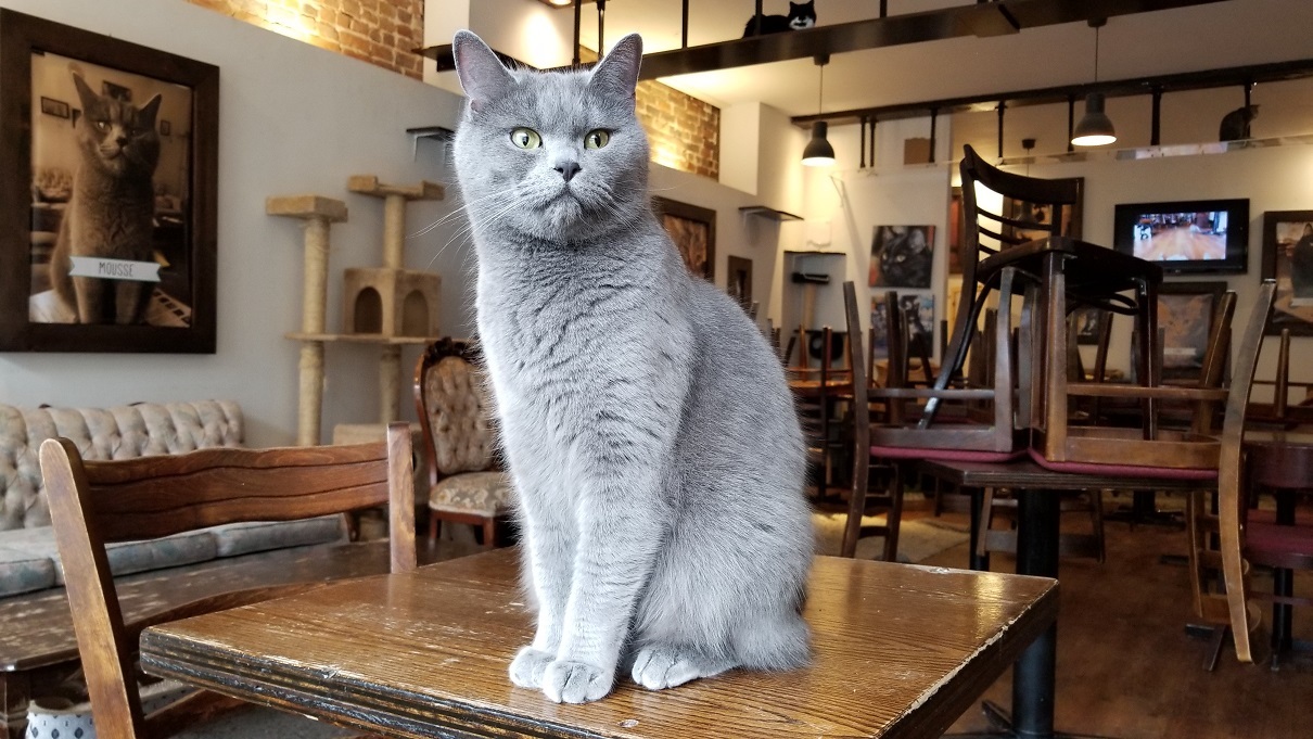 The World's 10 Best Cat Cafés - Cerca
