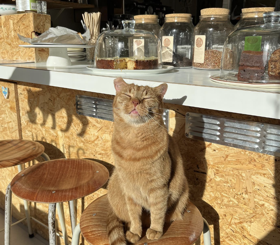 The World's 10 Best Cat Cafés - Cerca