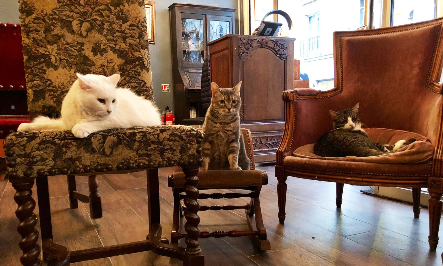 The World's 10 Best Cat Cafés - Cerca